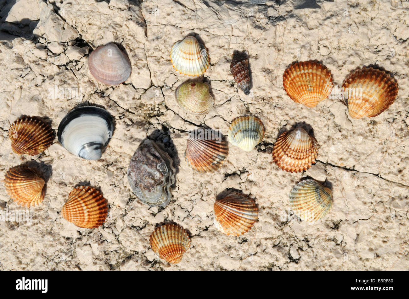 Seashells Venice Italy Stock Photo - Alamy
