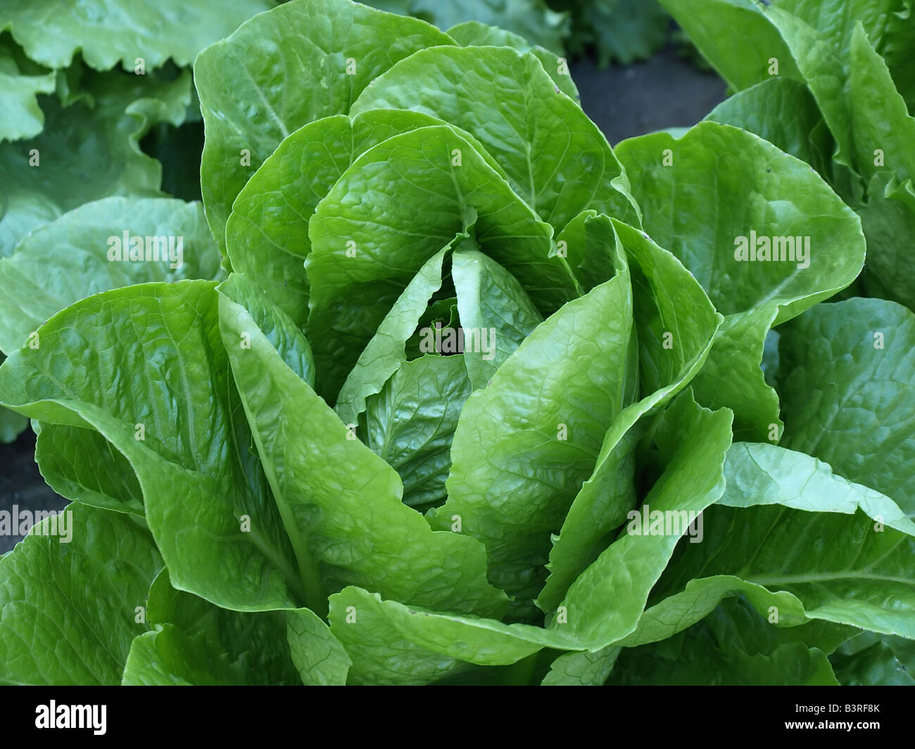 Beautiful green leaf lettuce growing in a garden Stock Photo - Alamy