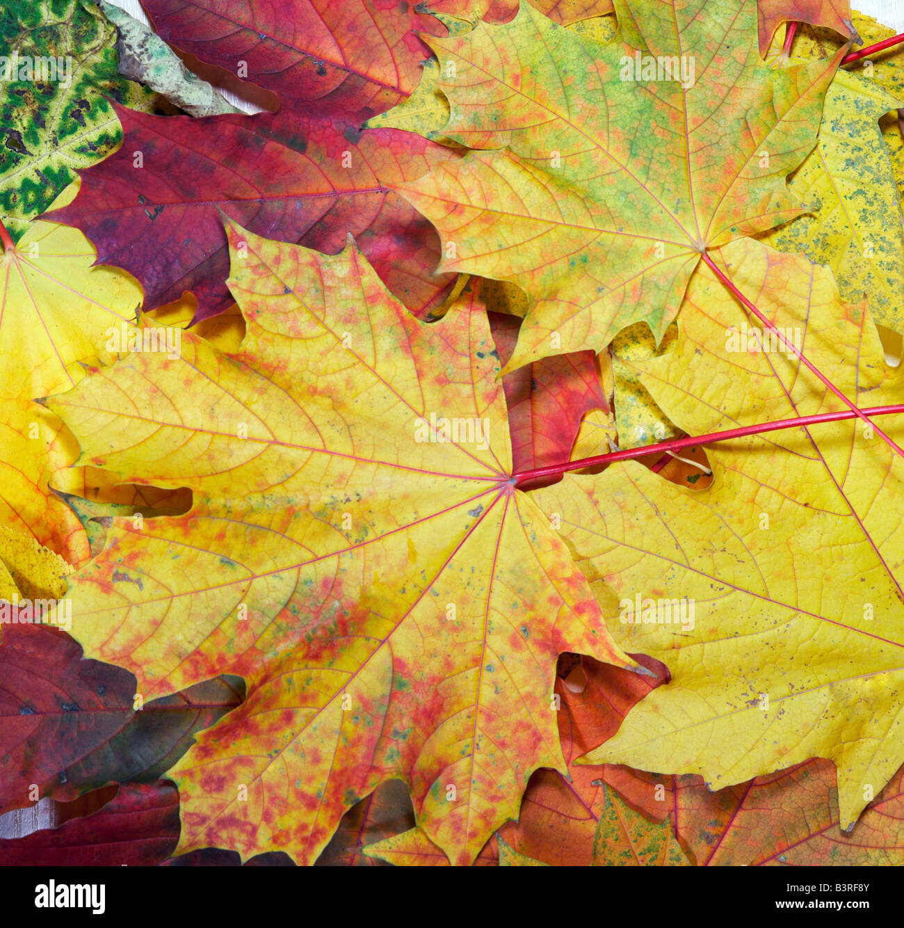 Colorful autumn maple leaf background Stock Photo - Alamy