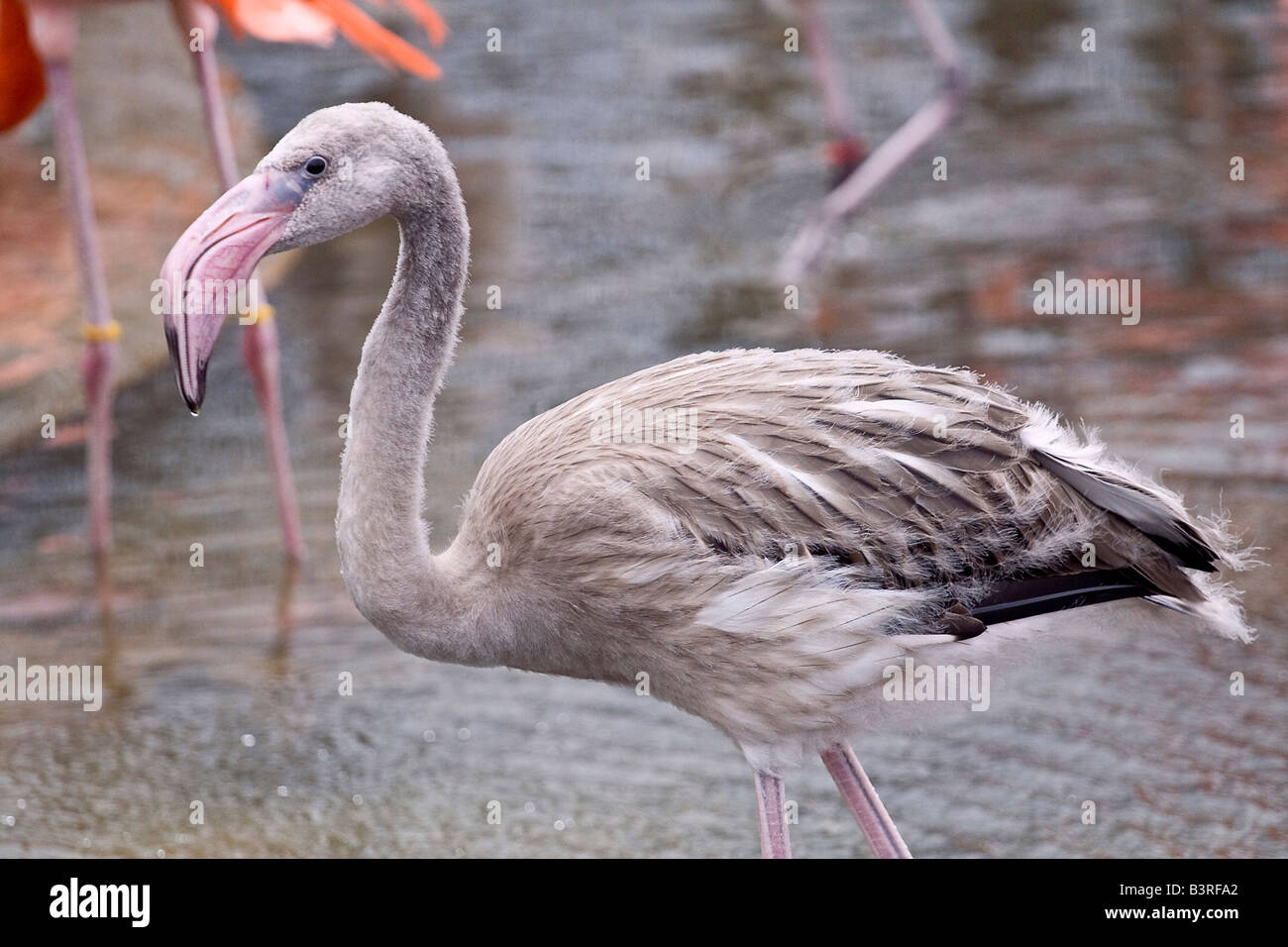 pictures of the wild animals Stock Photo - Alamy