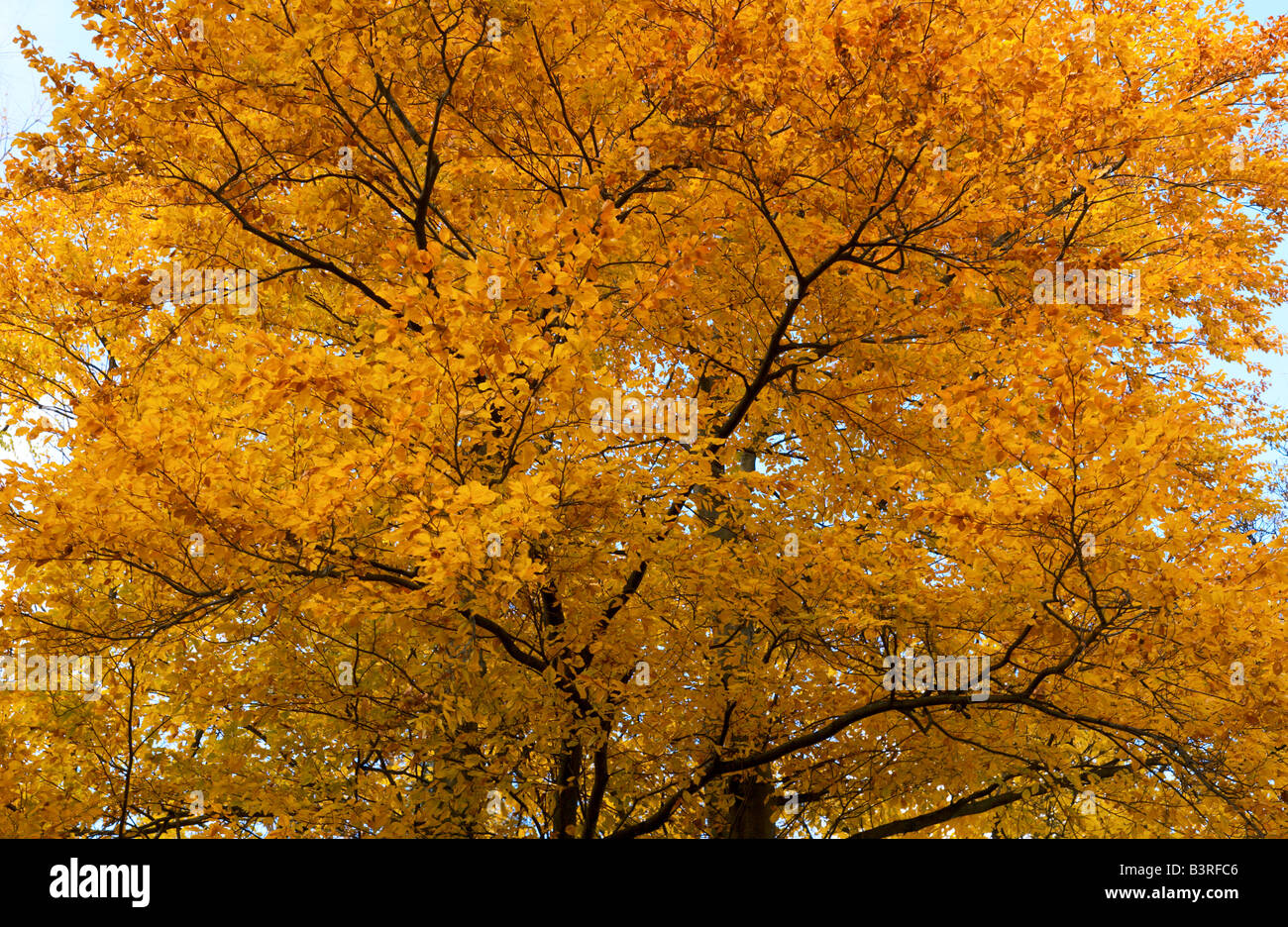 Golden tree foliage in autumn city park. Three shots composite picture ...