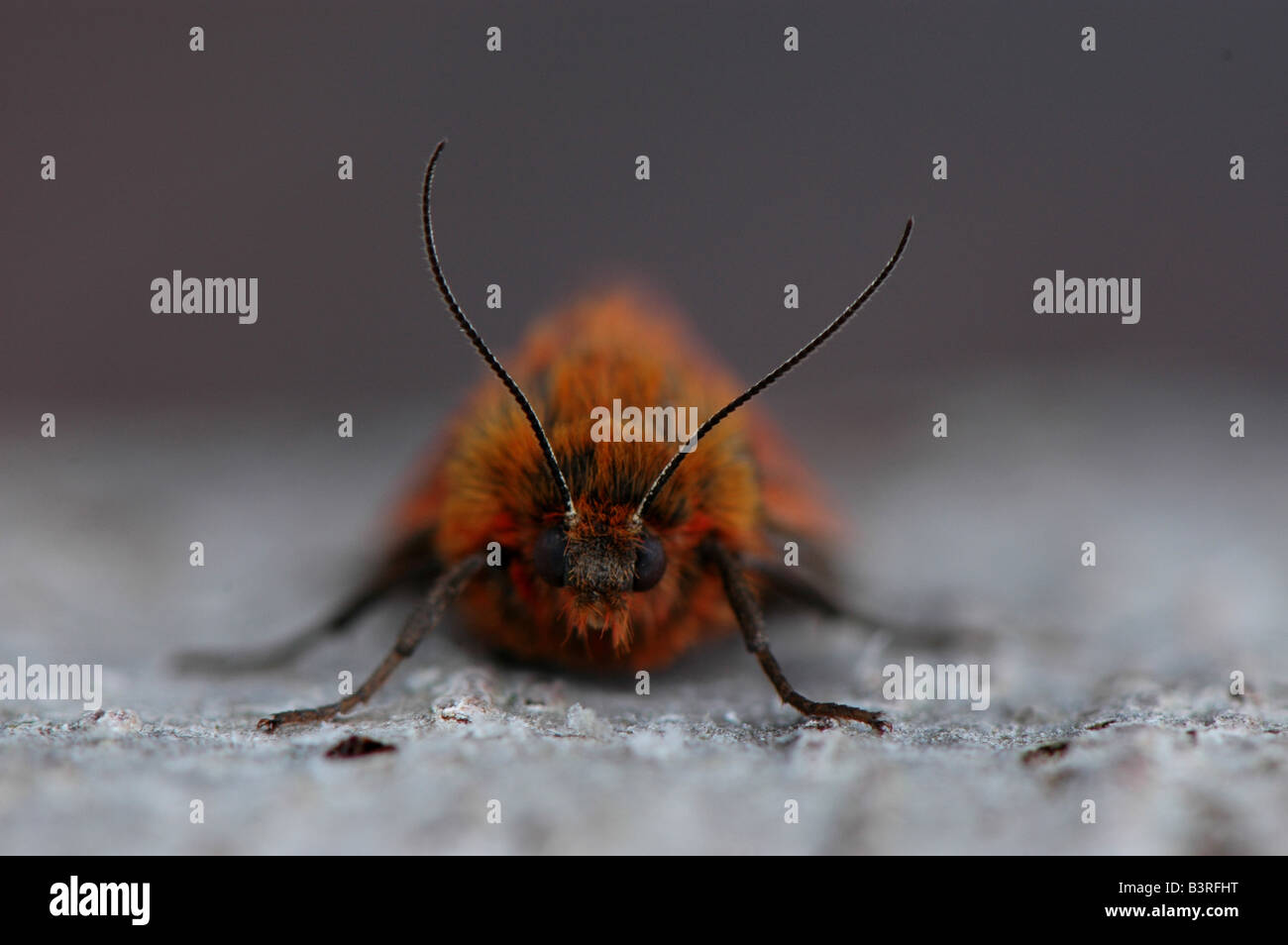 A close up of a Ruby Tiger moth Stock Photo - Alamy