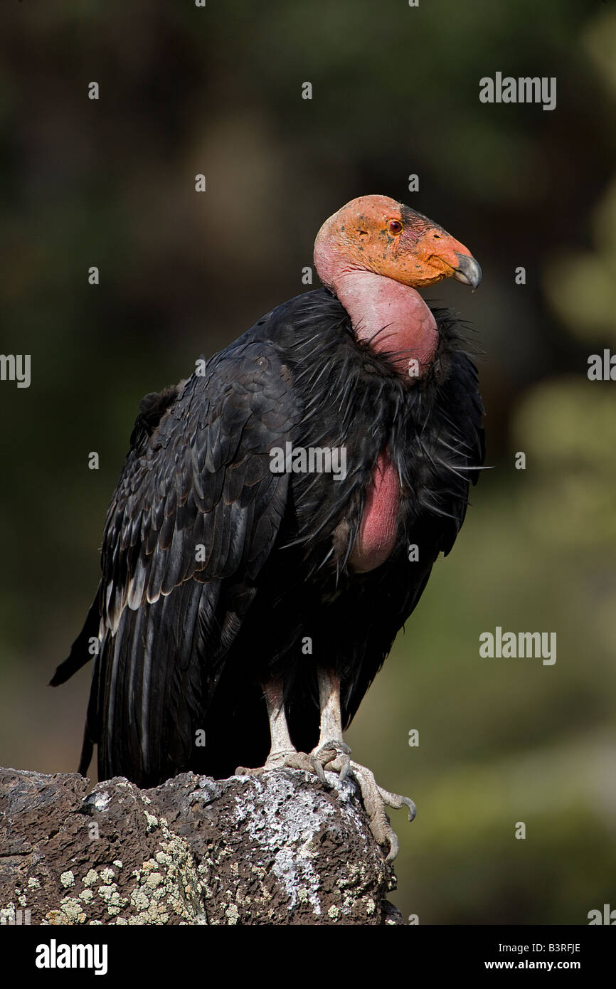 Perched endangered full crop hi-res stock photography and images - Alamy