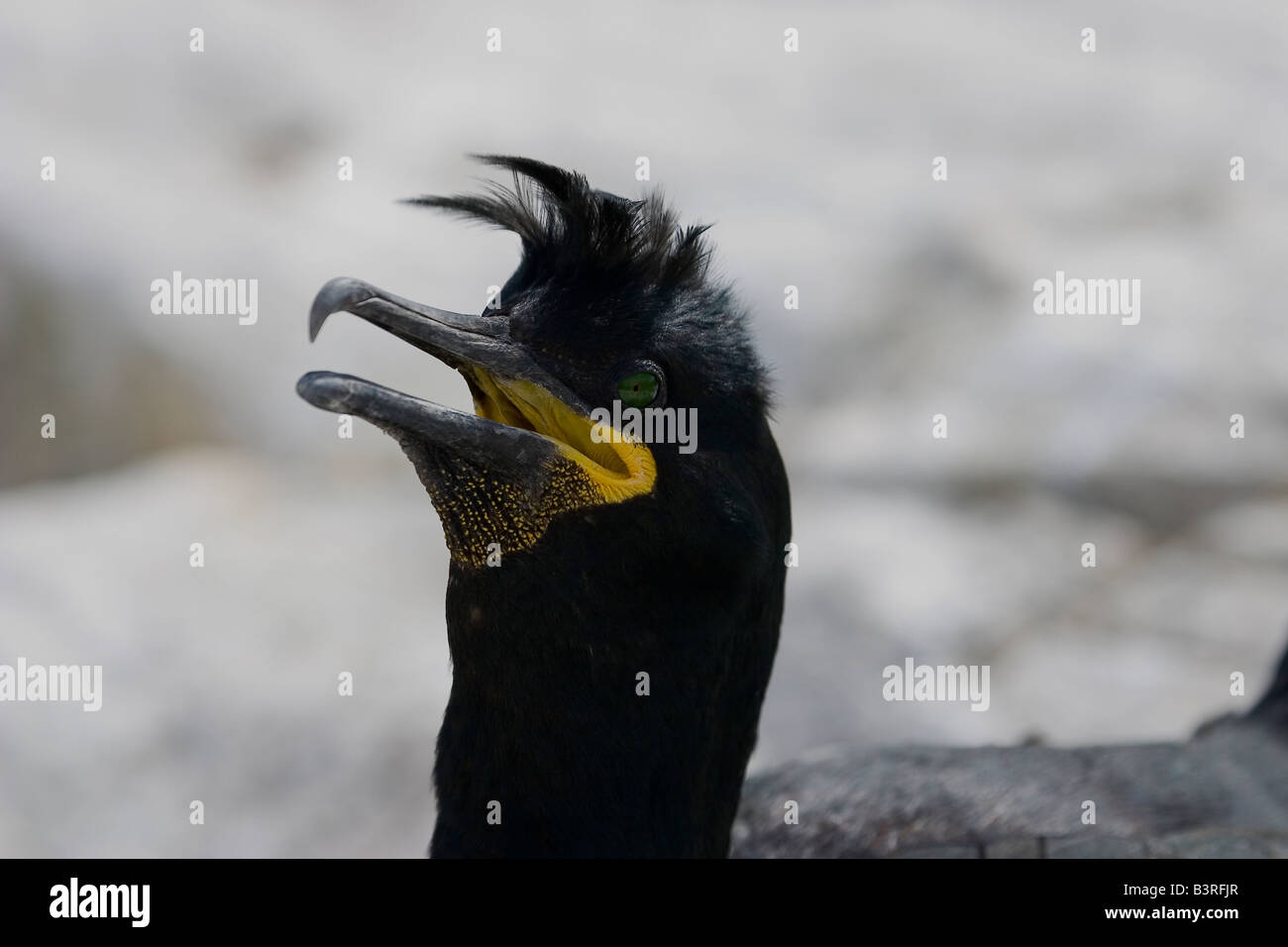 Shag Nest Egg High Resolution Stock Photography and Images - Alamy