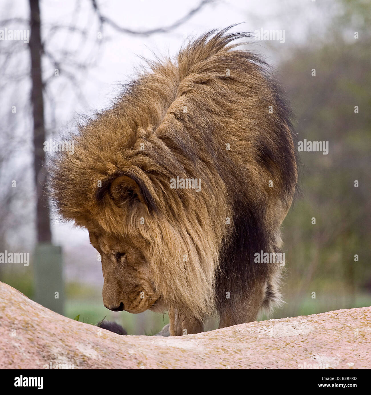 pictures of the wild animals Stock Photo - Alamy