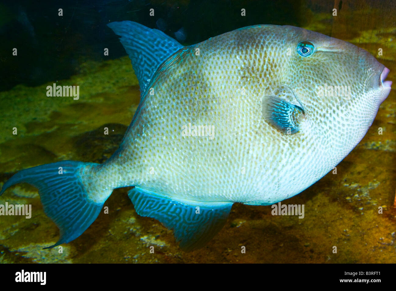 A close up colour photograph of a triggerfish (002) View from the side ...