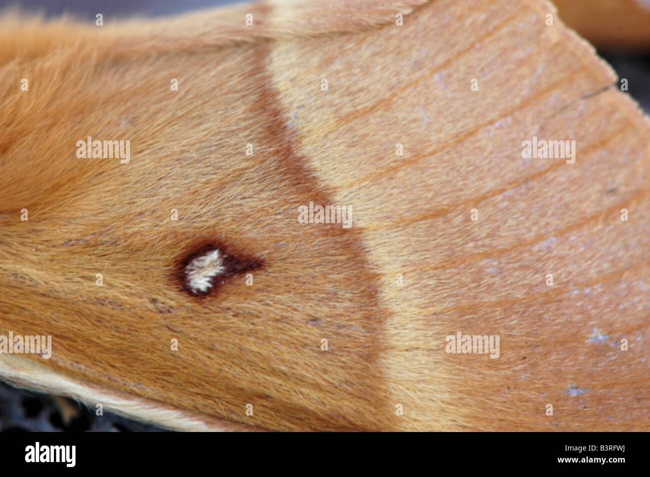 A close up of the wing of a female Oak Eggar moth Stock Photo - Alamy
