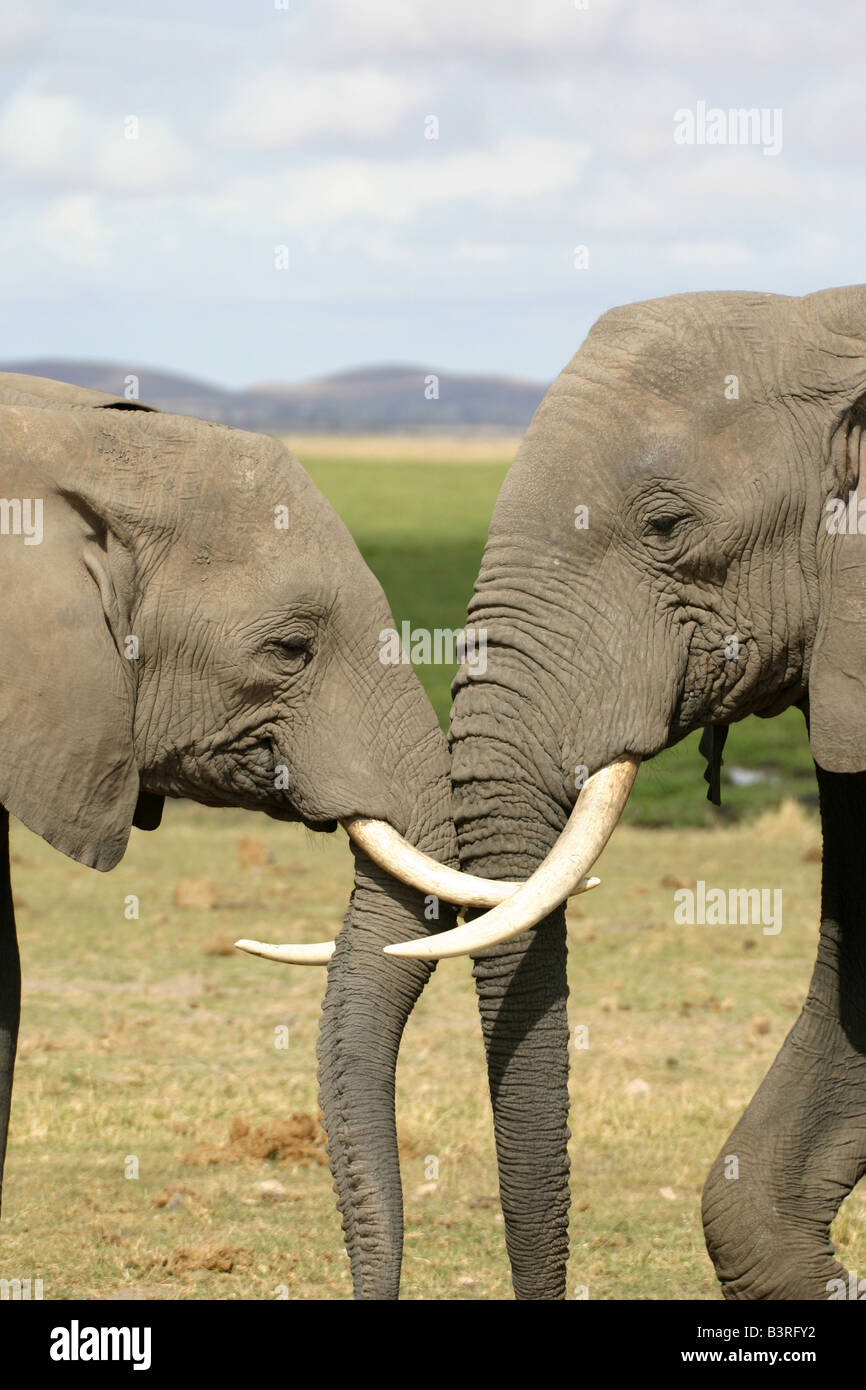 Elephants kissing hi-res stock photography and images - Alamy