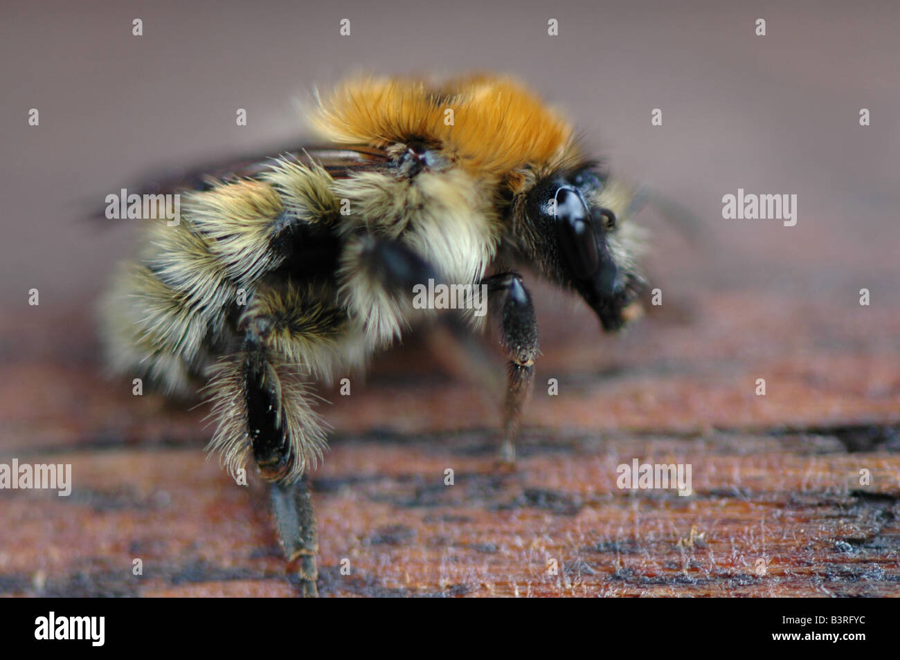 Close up of a Common Carder Bee Stock Photo - Alamy