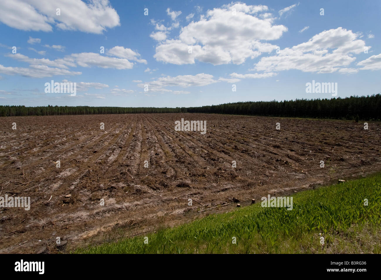 Forest area with clearing hi-res stock photography and images - Alamy