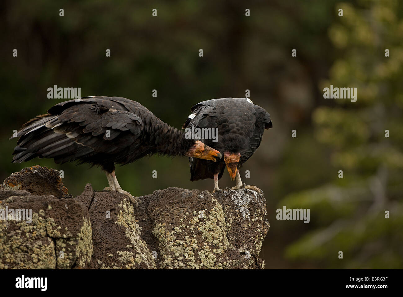 California Condors (Gymnogyps californianus) Two perched on cliff ...