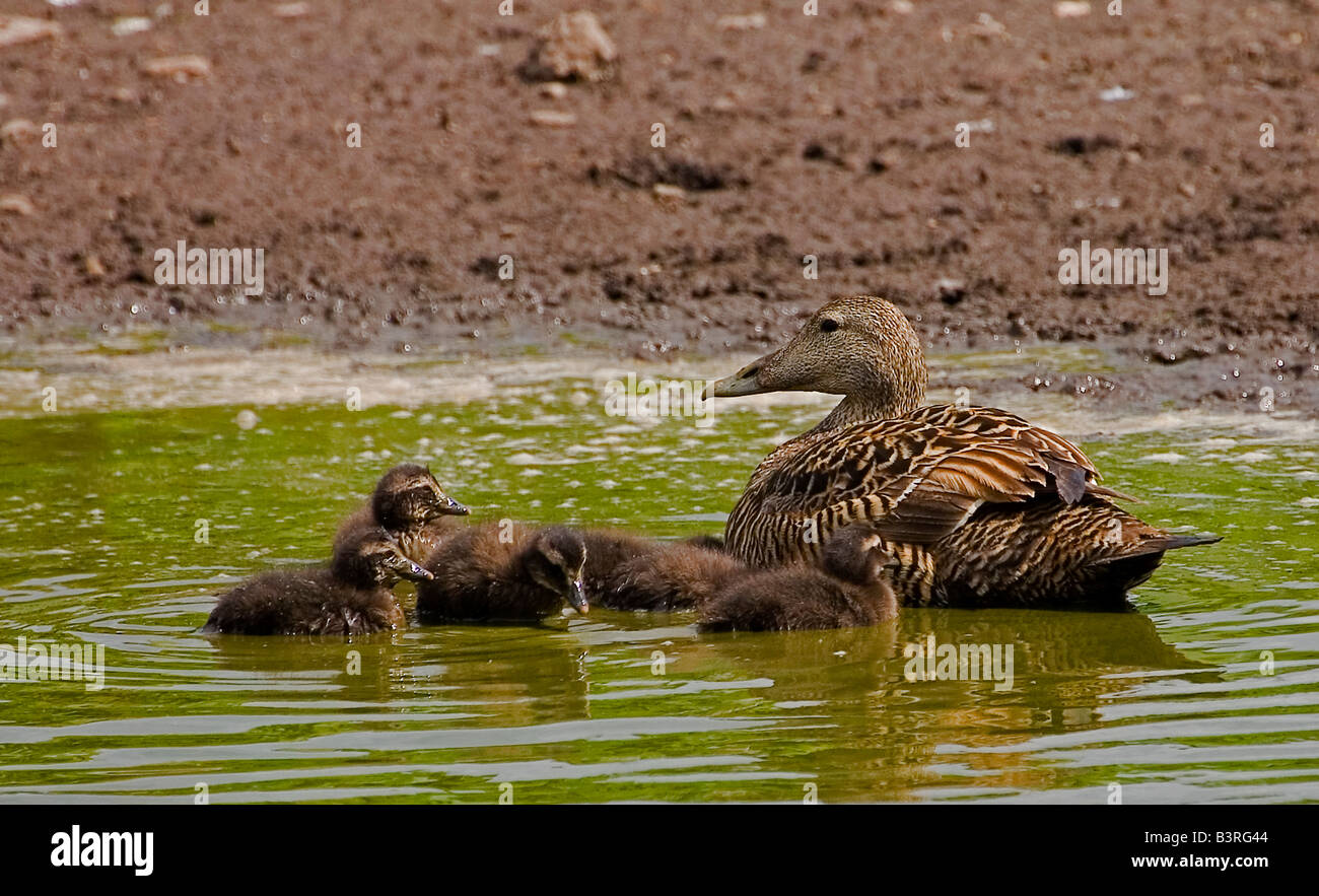 FEMALE EIDER WITH DUCKLINGS Stock Photo - Alamy