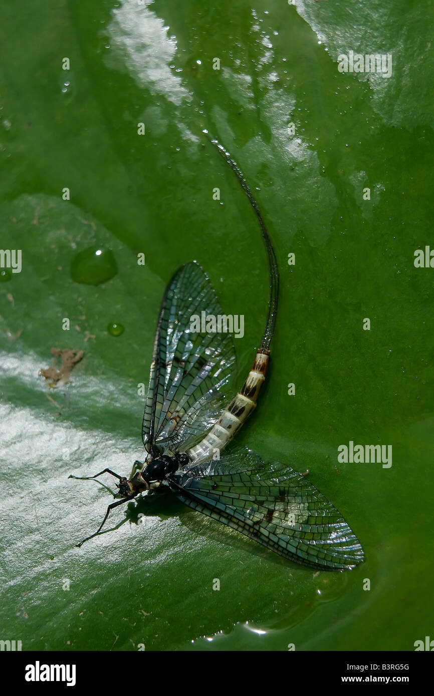 Mayfly head hi-res stock photography and images - Alamy
