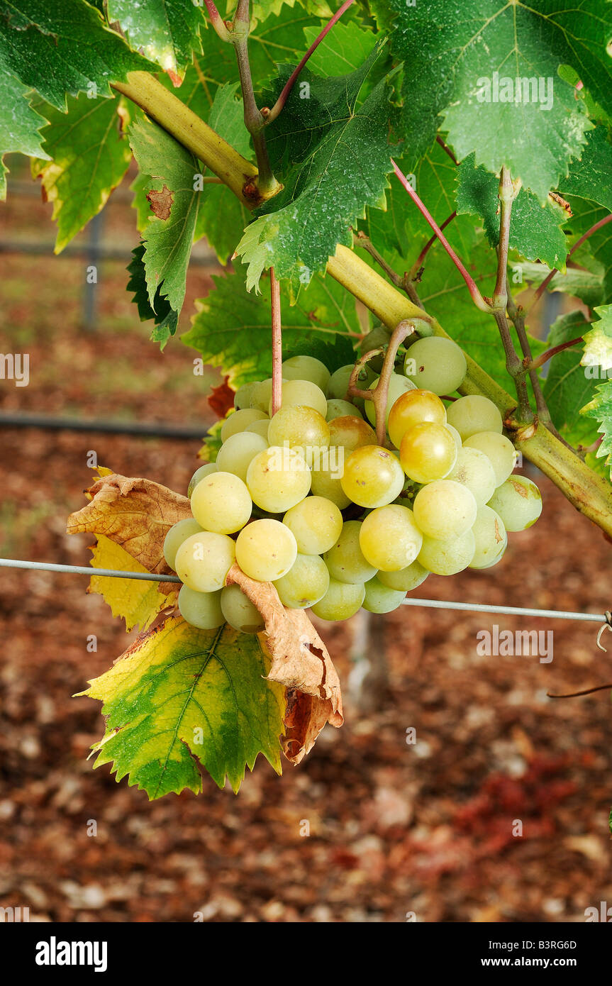 Moscatel hi-res stock photography and images - Alamy