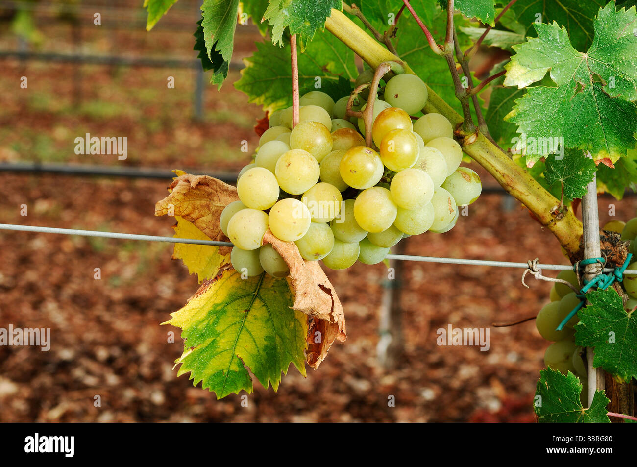 cluster of grape at the vineyard. Moscatel Stock Photo - Alamy