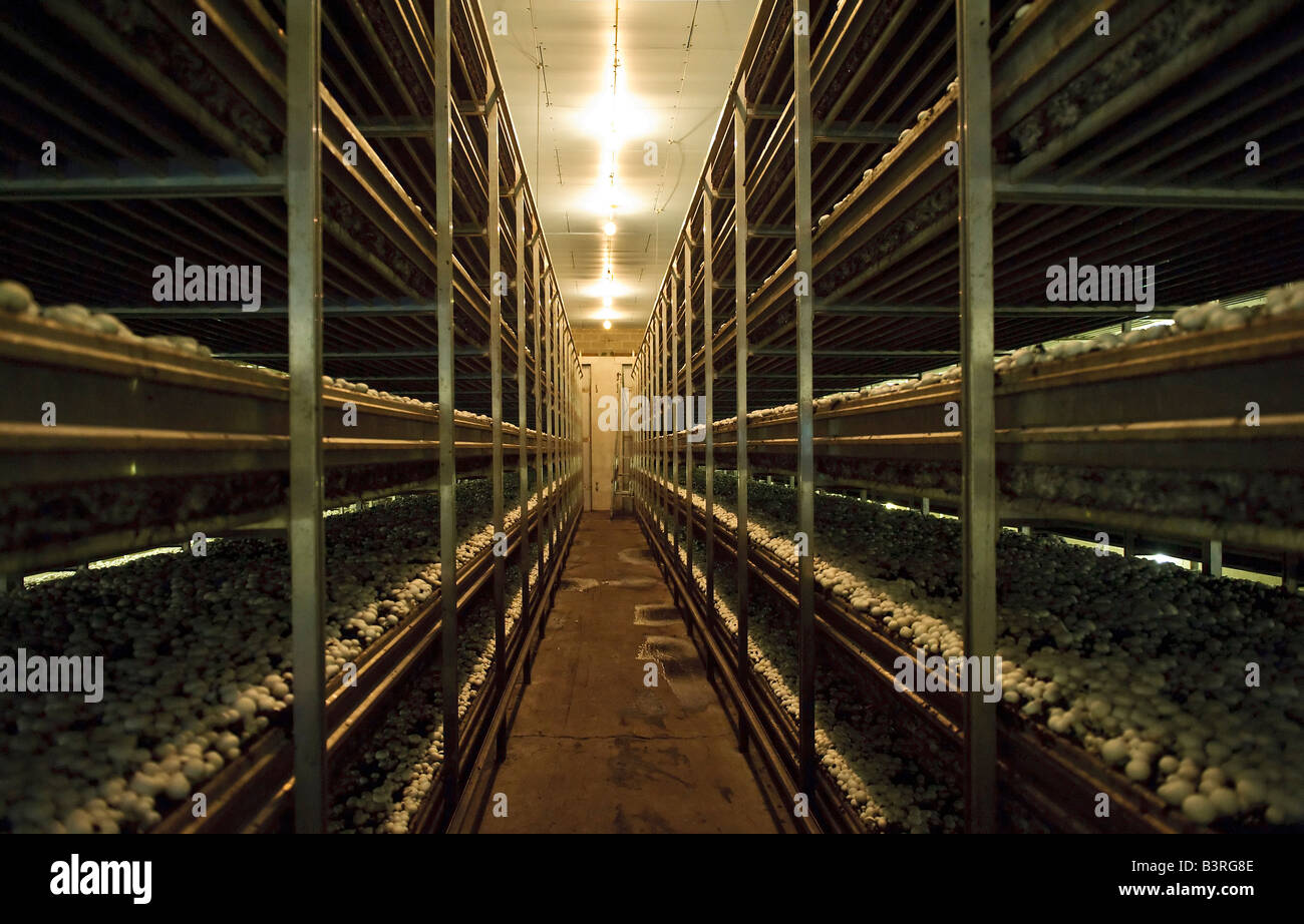 Mushroom farm High Resolution Stock Photography and Images - Alamy