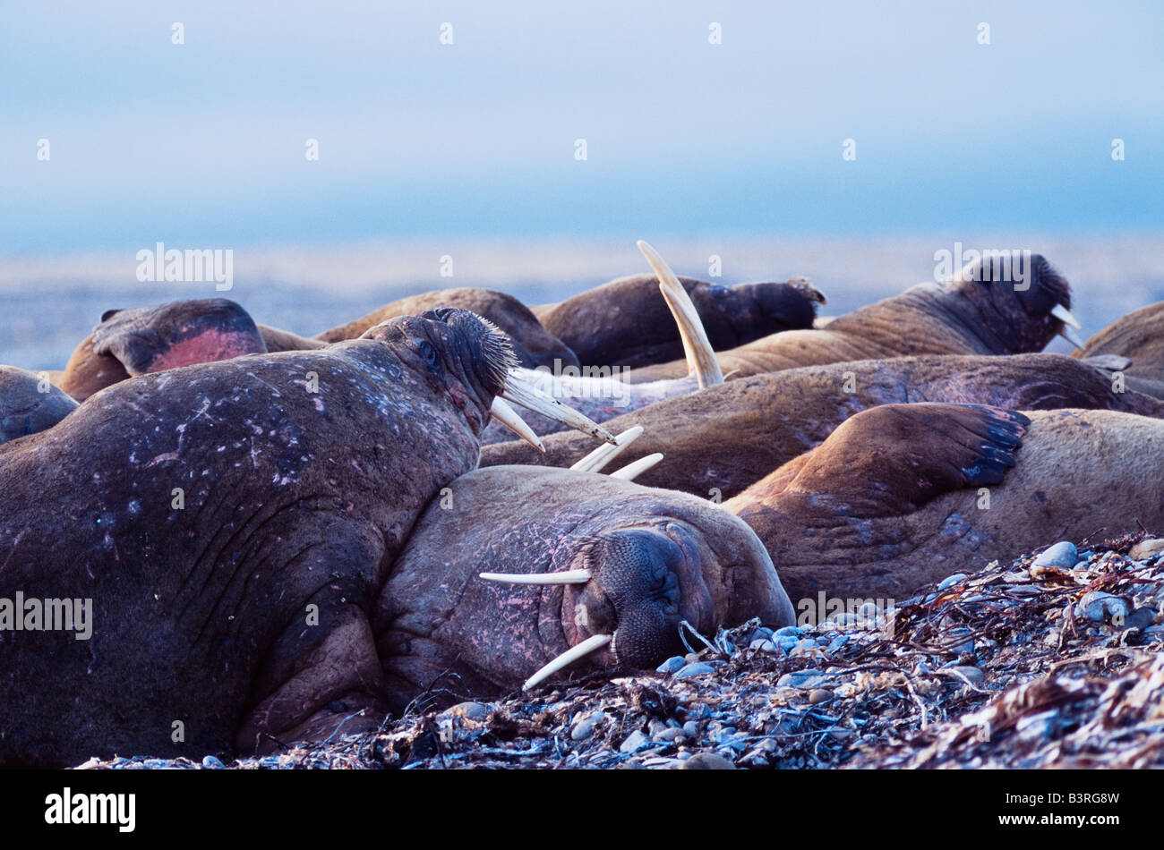 Walrus resting on the beach in artic Stock Photo - Alamy