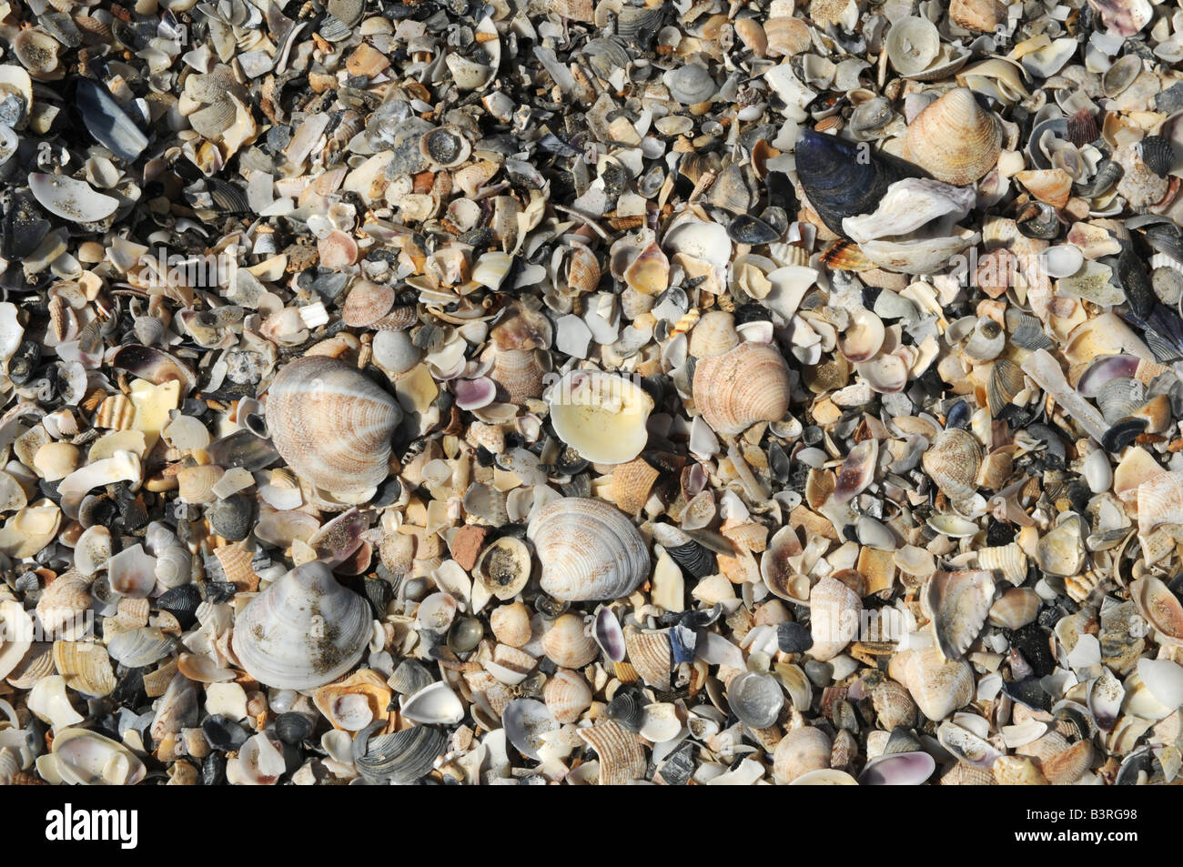 Seashells Venice Italy Stock Photo - Alamy