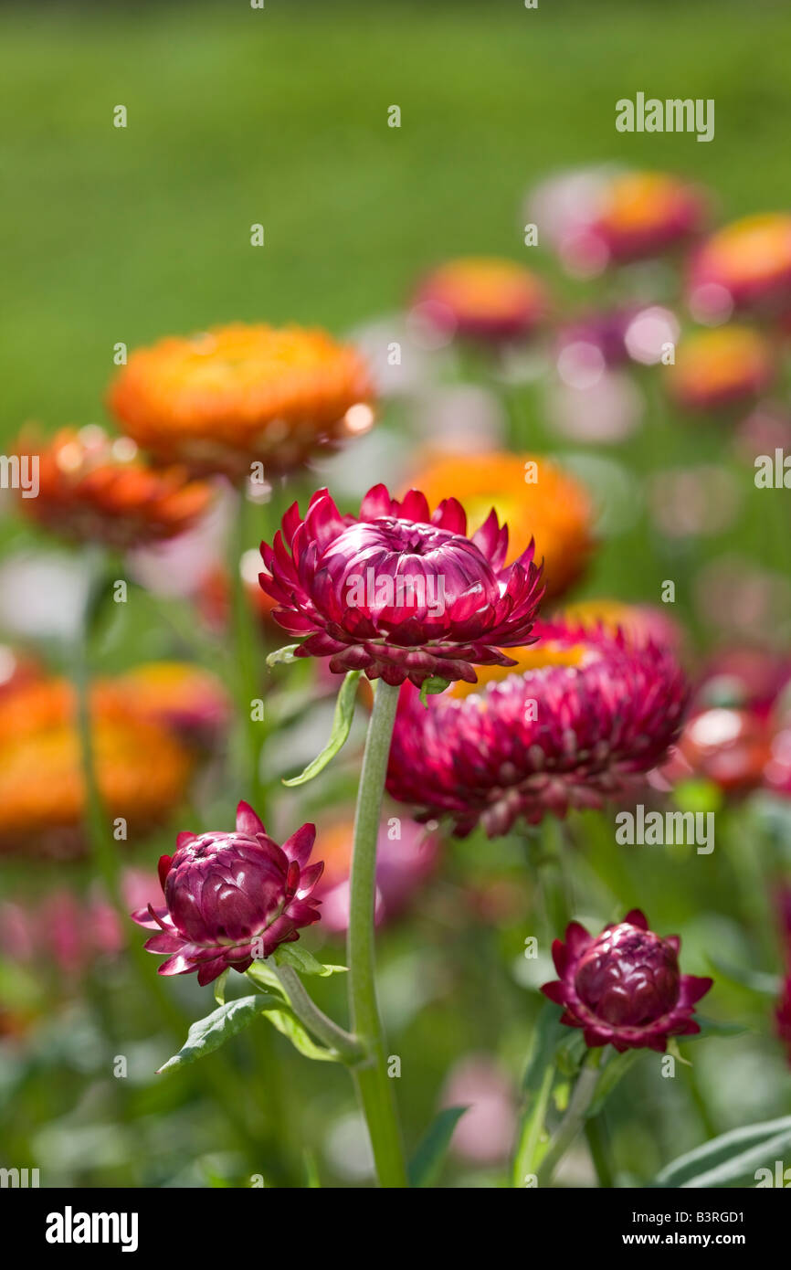 Golden Everlasting Daisy (Xerochrysum bracteatum Stock Photo - Alamy