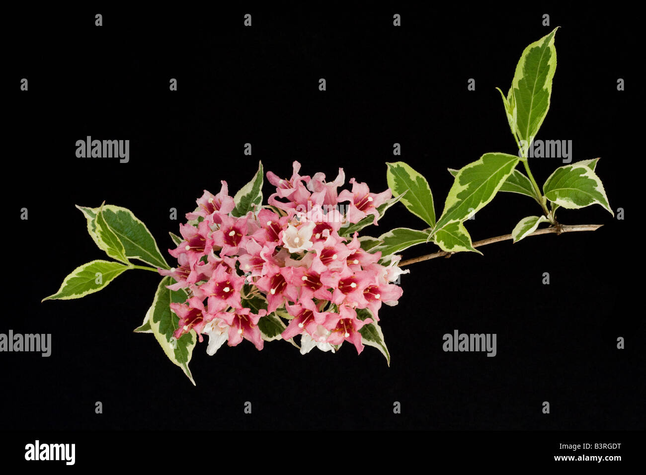 Pink flowers on twig hi-res stock photography and images - Alamy