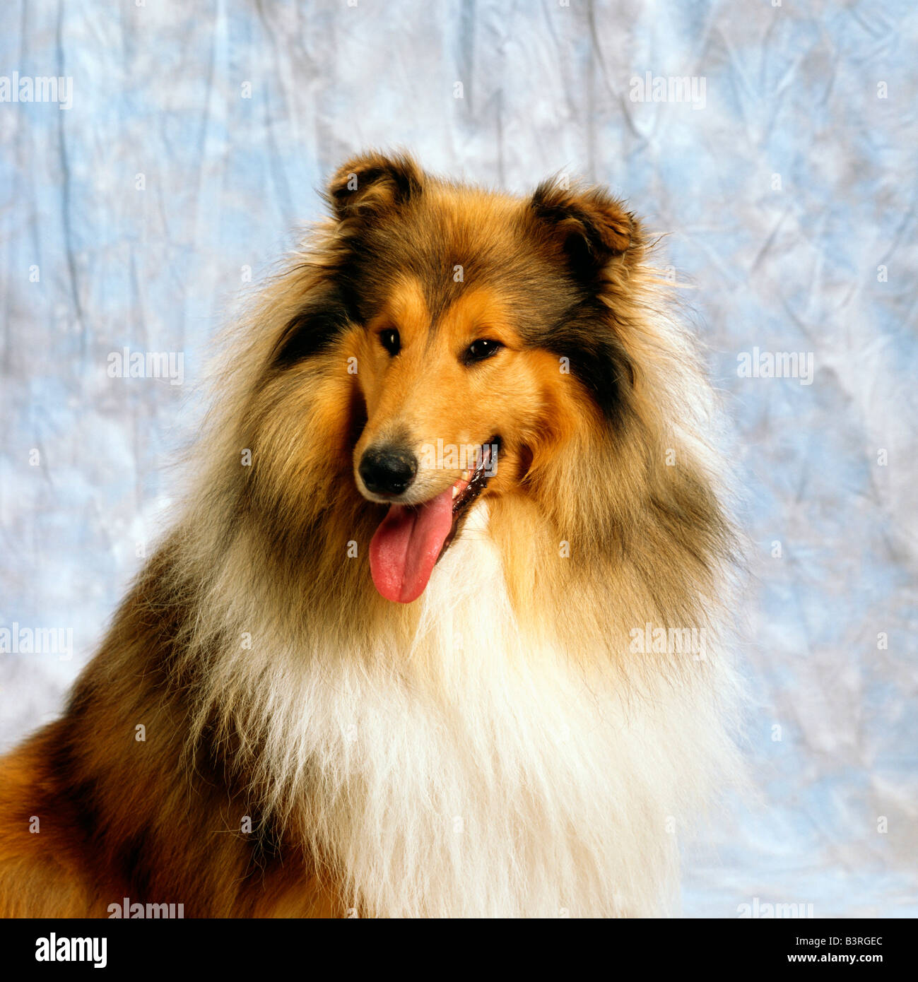 Dogs, Rough Collie Stock Photo - Alamy