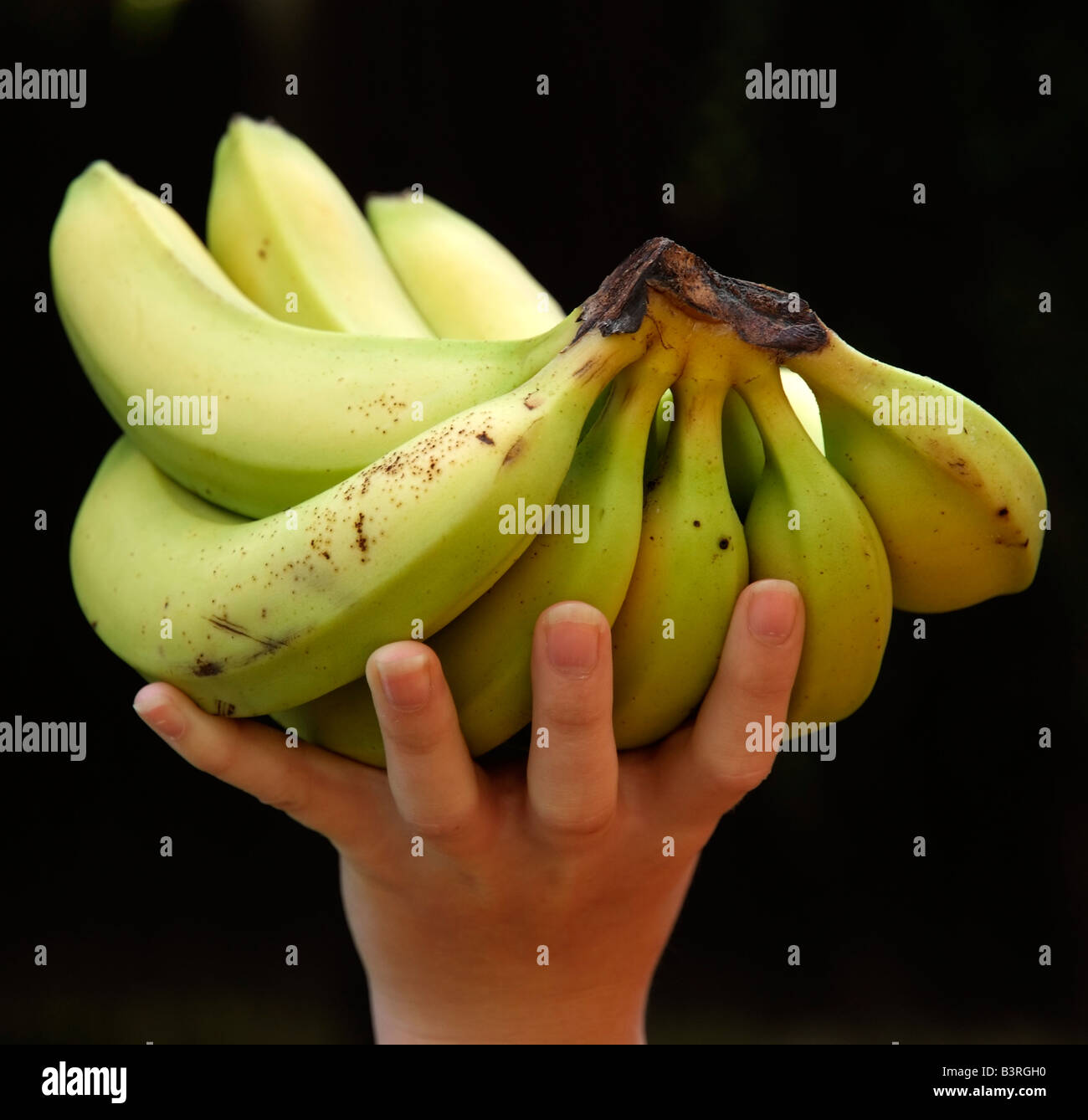Hand of bananas being held in a young girls hand Stock Photo - Alamy