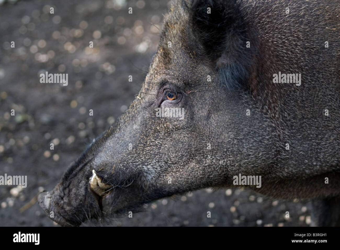 Close up on Wild Boar Stock Photo - Alamy