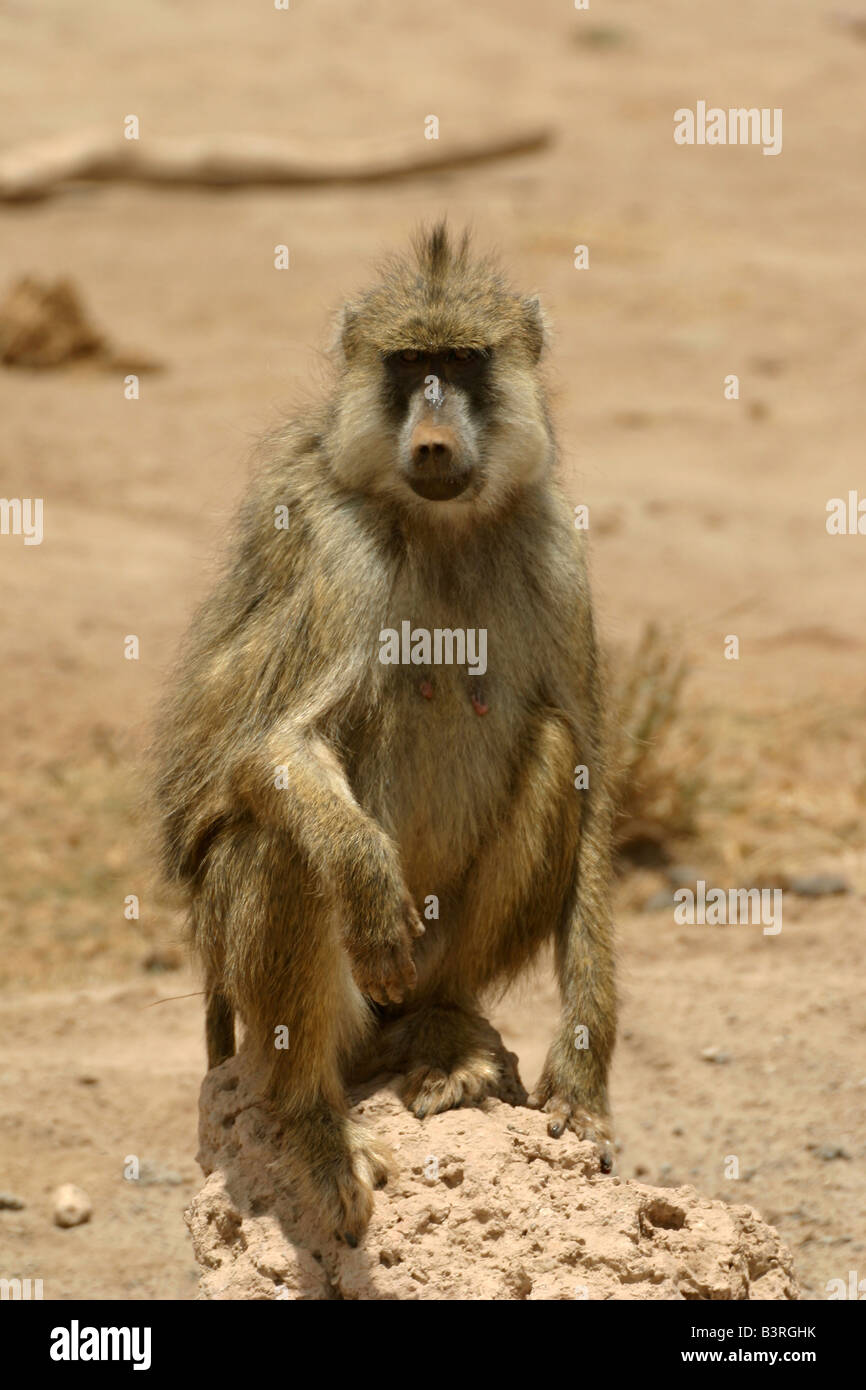 Serengetti hi-res stock photography and images - Alamy