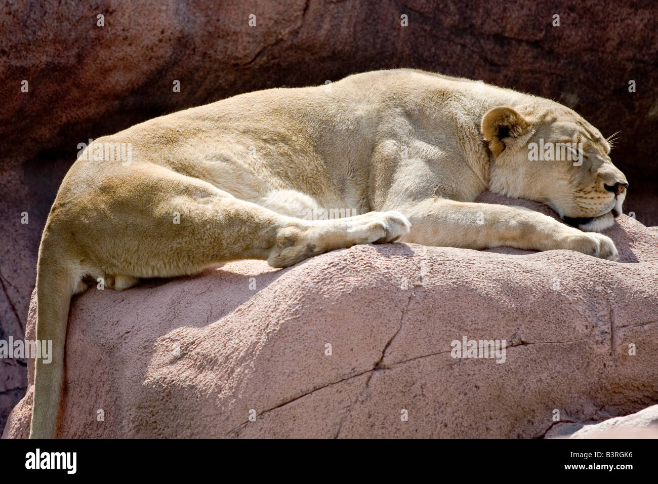 pictures of the wild animals Stock Photo - Alamy