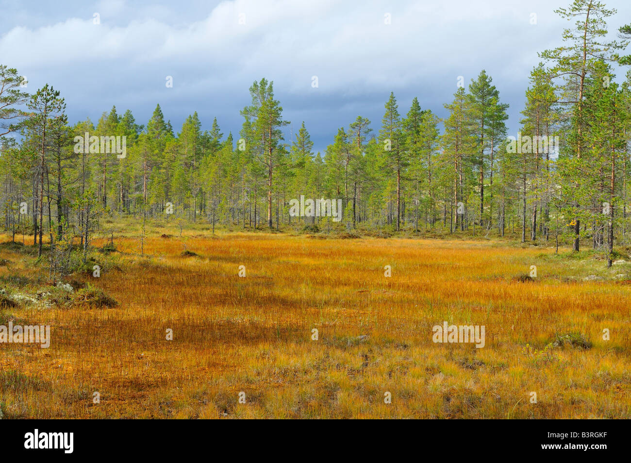 Colorful marsh landscape, Sweden Stock Photo - Alamy