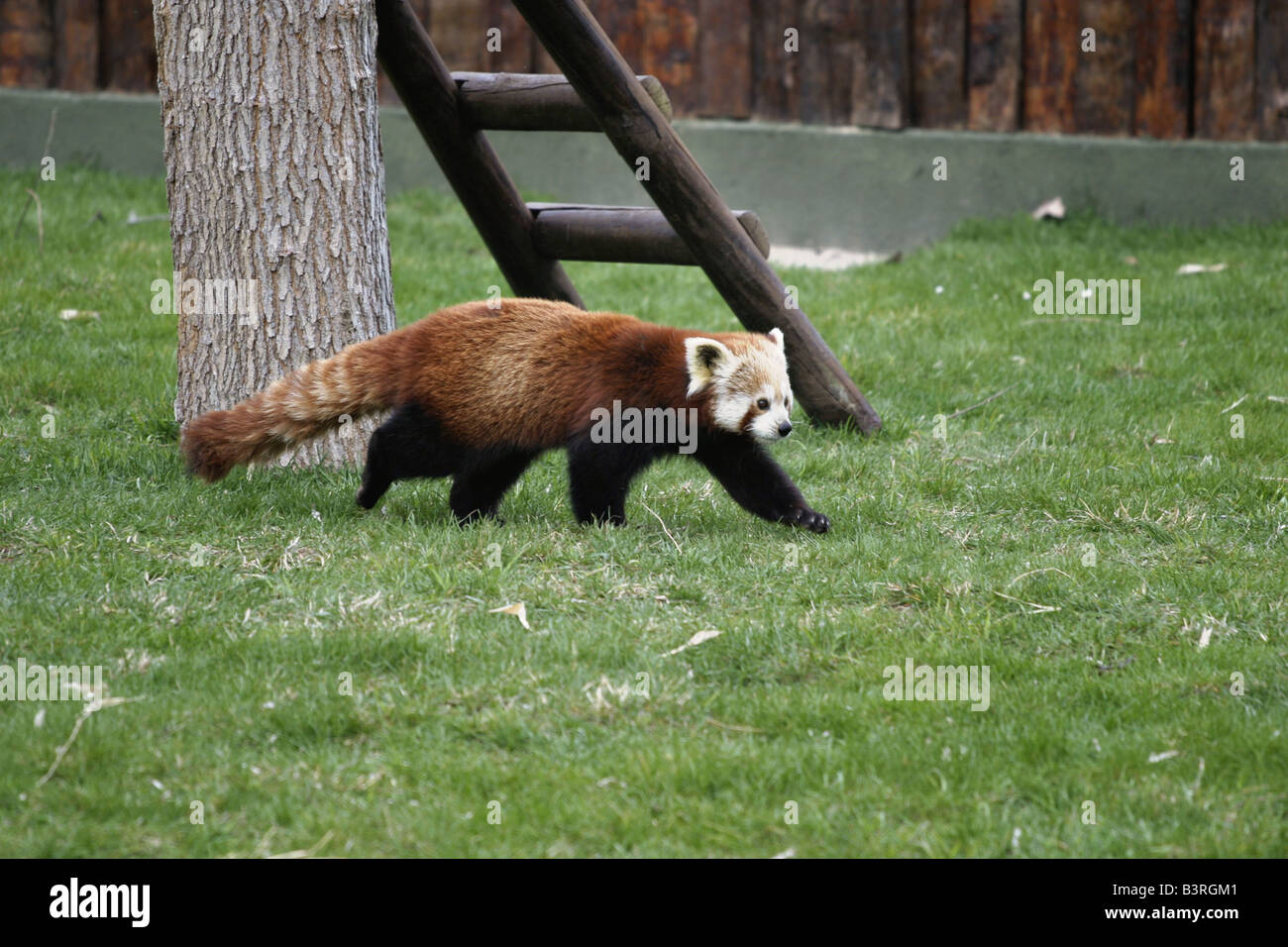 A red panda patrols its enclosure Stock Photo - Alamy