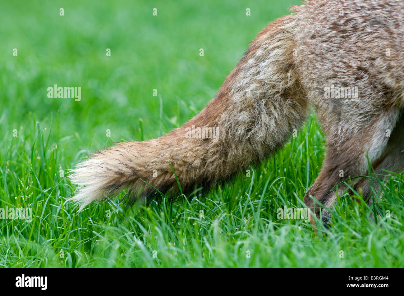 Fox tail hi-res stock photography and images - Alamy