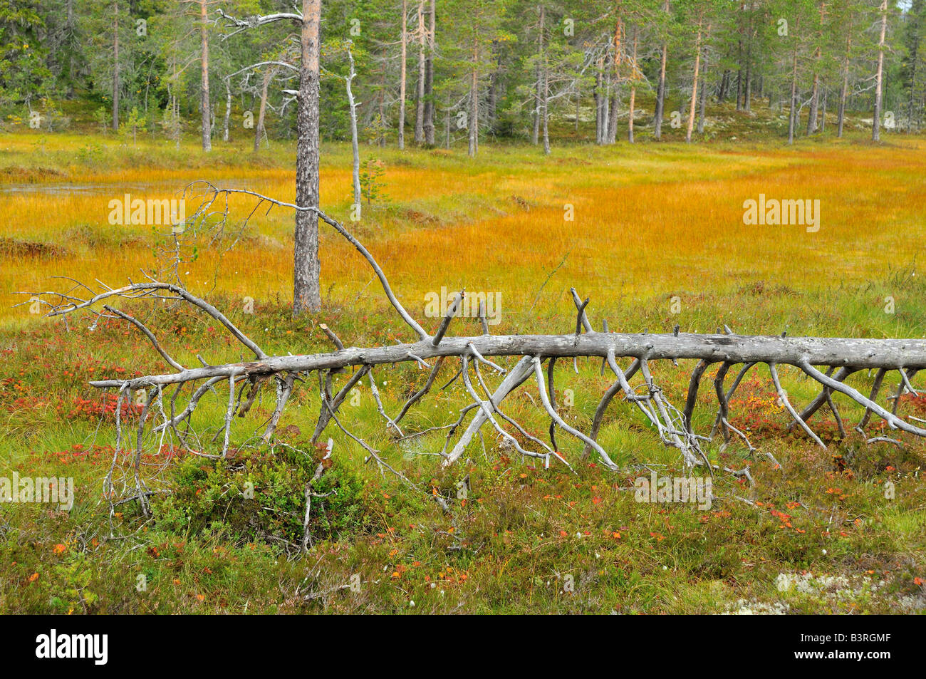 Colorful marsh landscape, Sweden Stock Photo - Alamy
