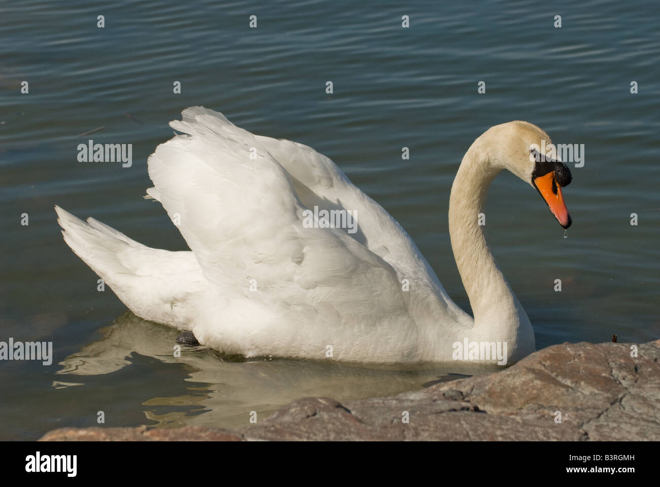 Swan resting while floating at water Stock Photo - Alamy