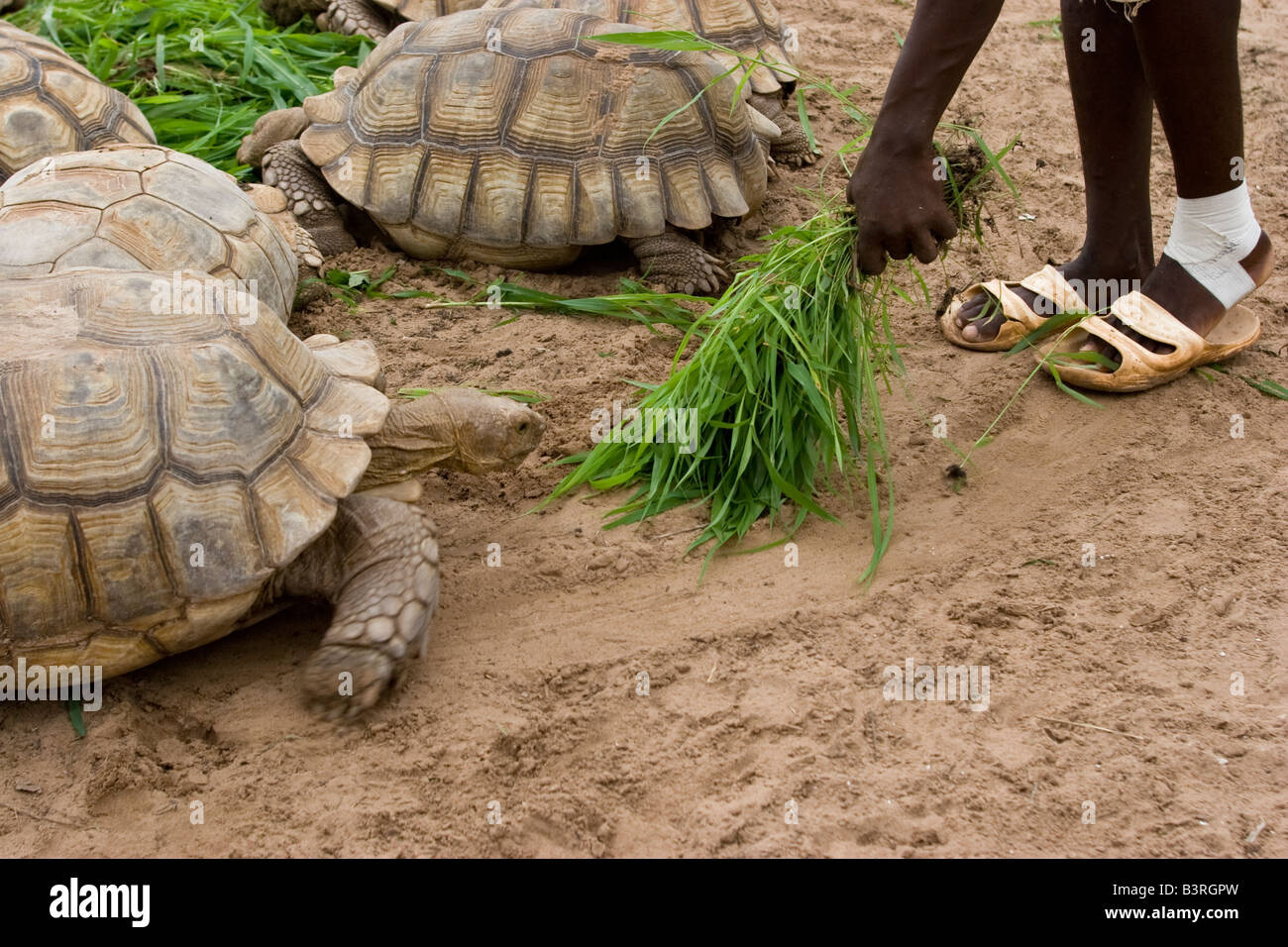 Feeding turtles at the Turtle Village , Tortoise Village, Noflaye ...