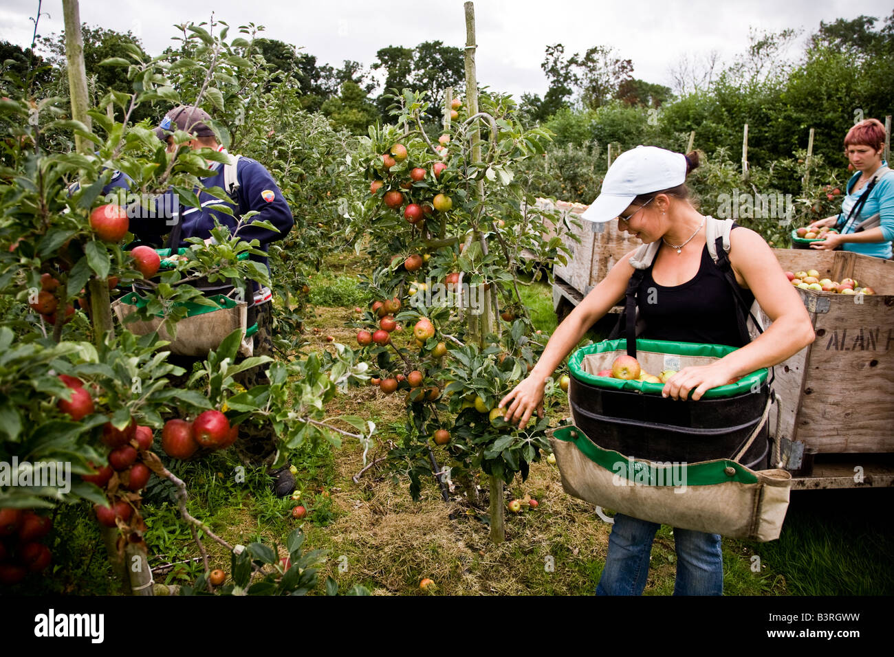 Apples being picked in an orchard in kent Stock Photo - Alamy