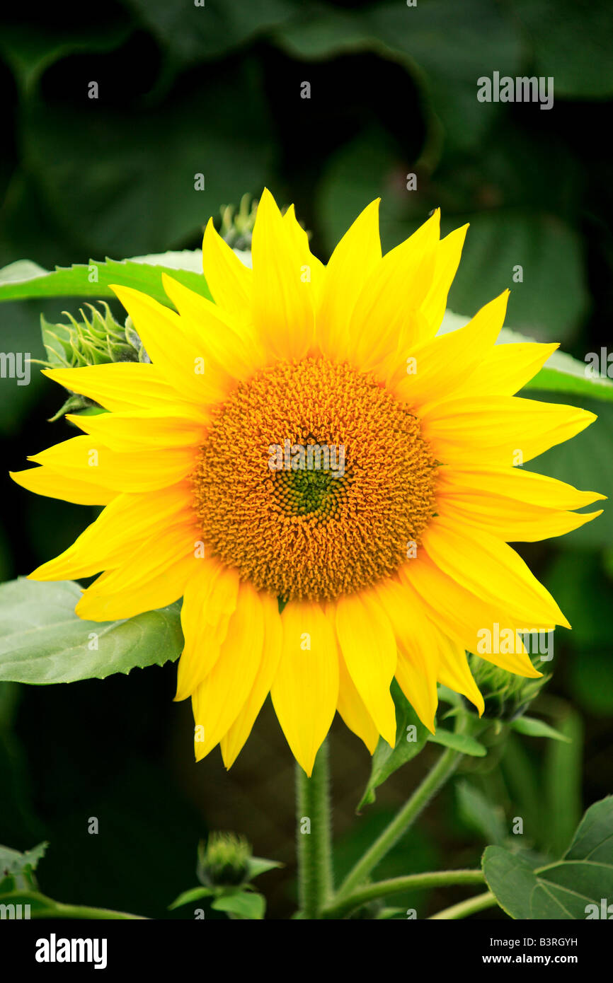 A sunflower in full bloom Stock Photo - Alamy
