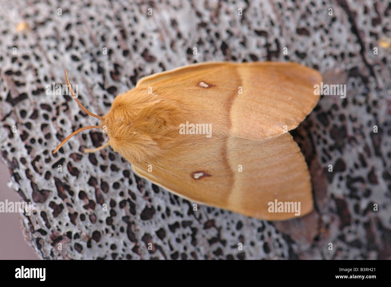 A female Oak Eggar moth Stock Photo - Alamy