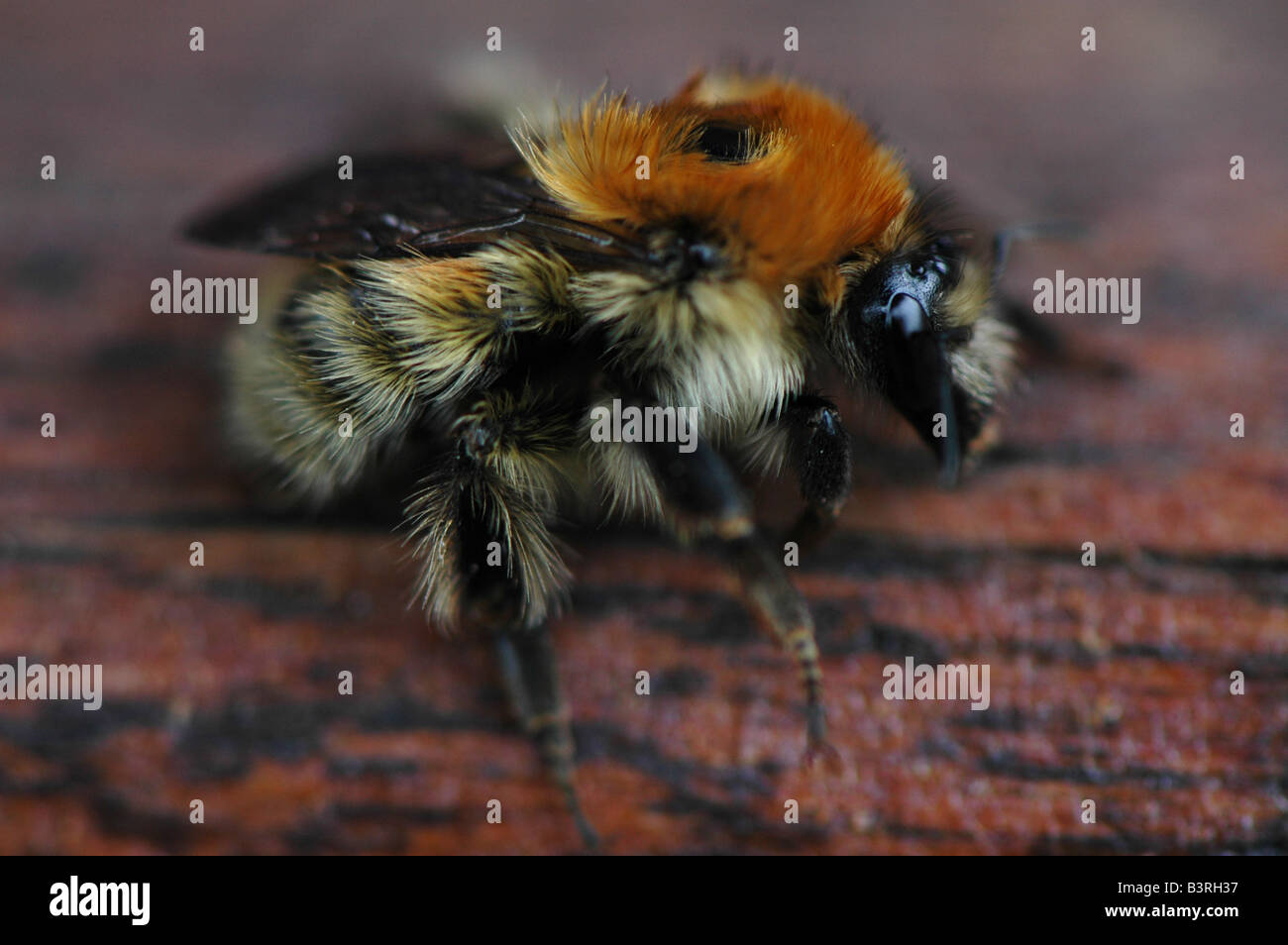 Close up of a Common Carder Bee Stock Photo - Alamy