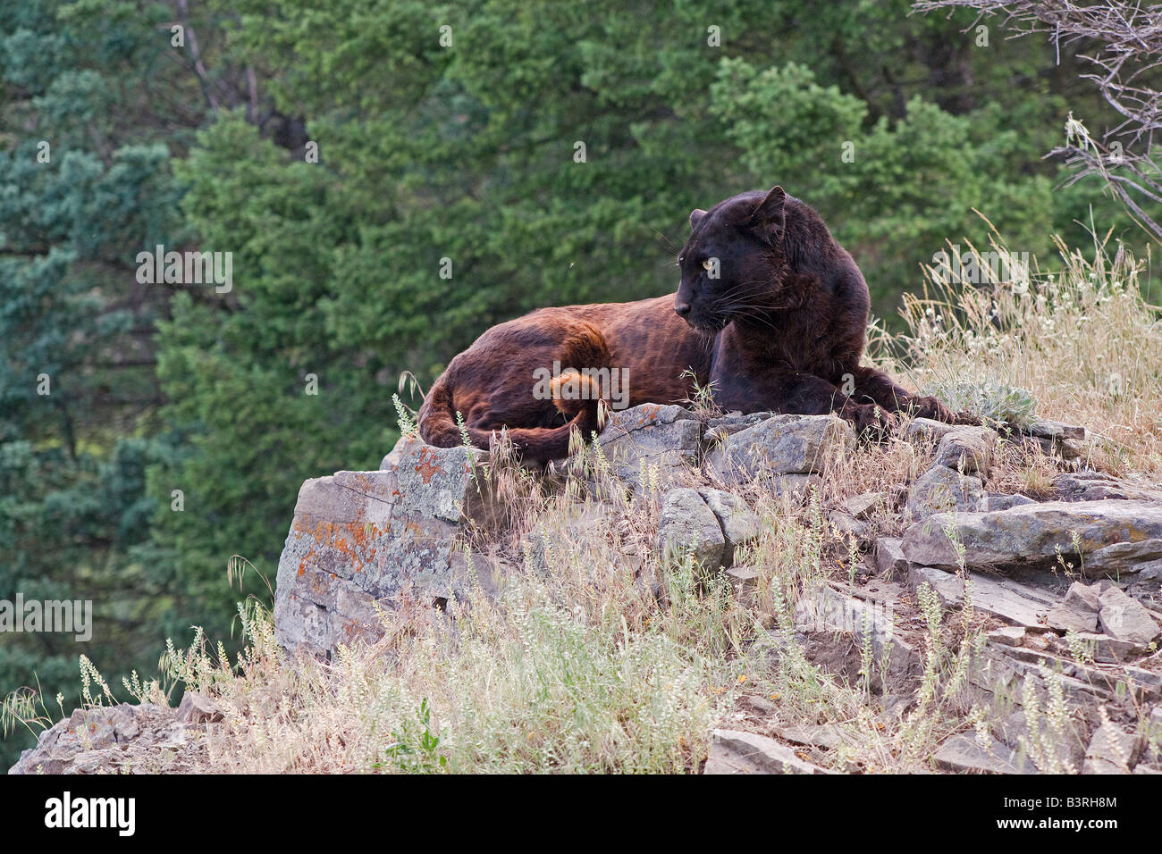 Photographs of wild animals hi-res stock photography and images - Alamy