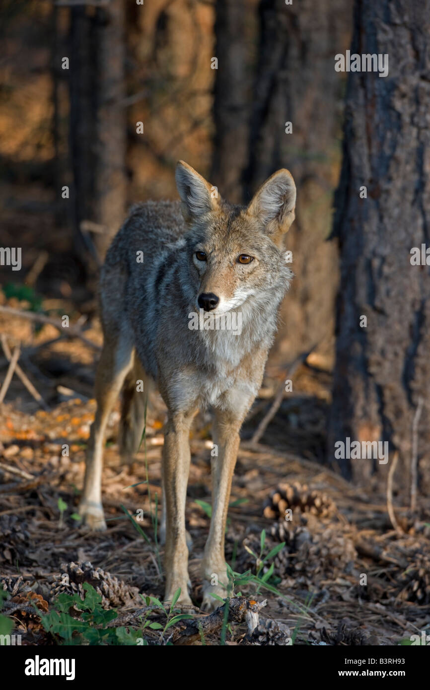 Coyote Canis latrans Grand Canyon National ParkCoyote (Canis latrans ...