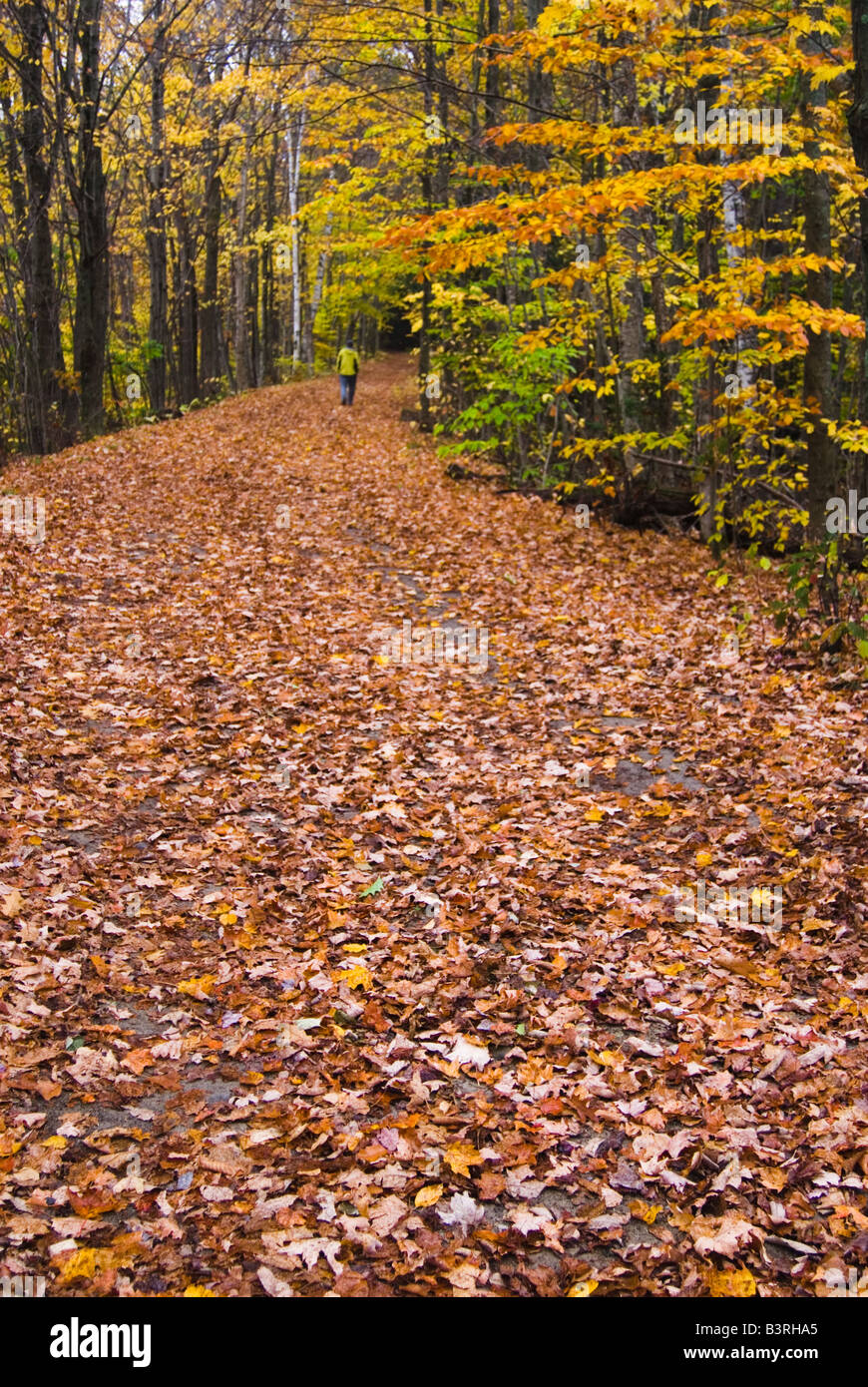 Autumn leaves on a pathway Stock Photo - Alamy