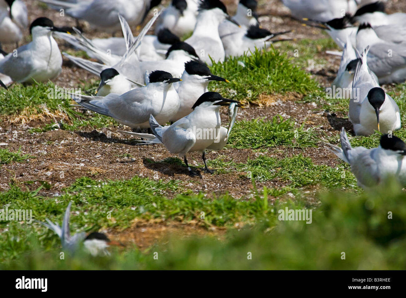 SANDWICH TERN COLONY GELOCHELIDON NILOTICA BREEDING Stock Photo - Alamy