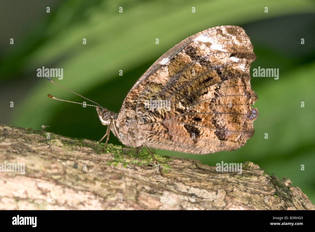 Mexican Bluewing Mycelia ethusa ethusa Stock Photo - Alamy