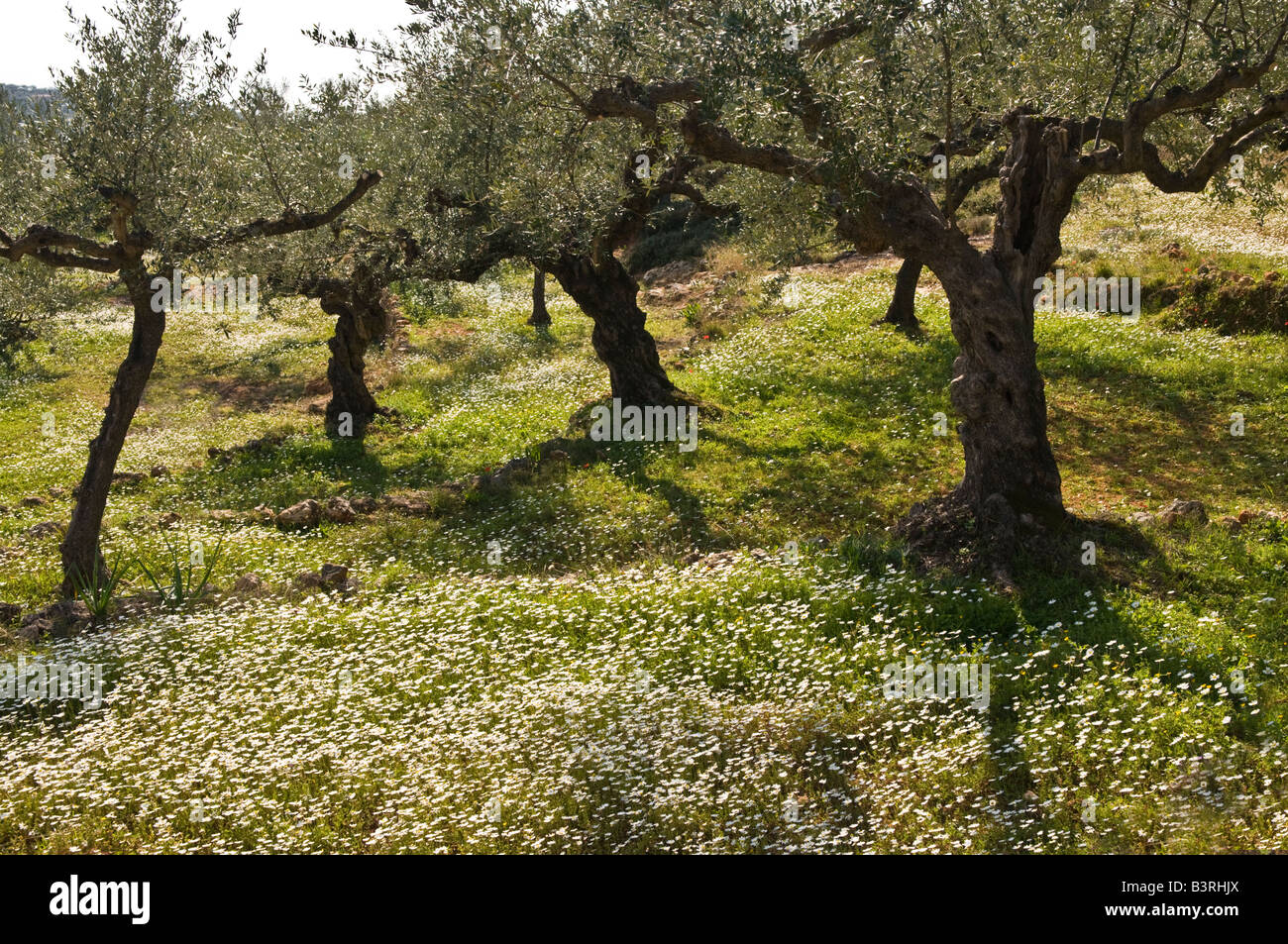 Greek wild flowers olive tree hi-res stock photography and images - Alamy