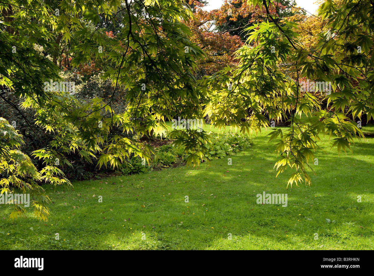 Trees at Duffryn Gardens Stock Photo - Alamy