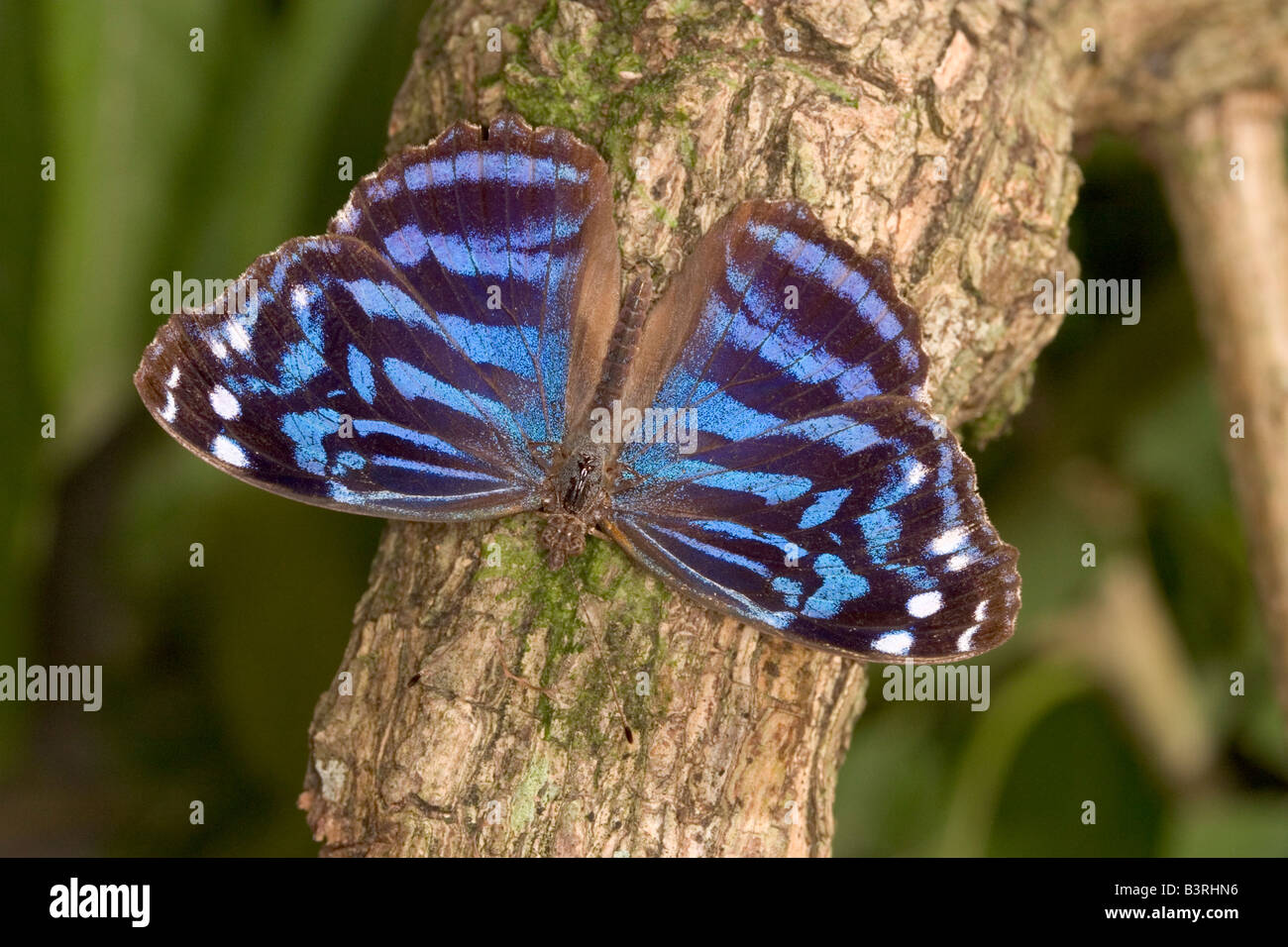 Mexican Bluewing Mycelia ethusa ethusa Stock Photo - Alamy