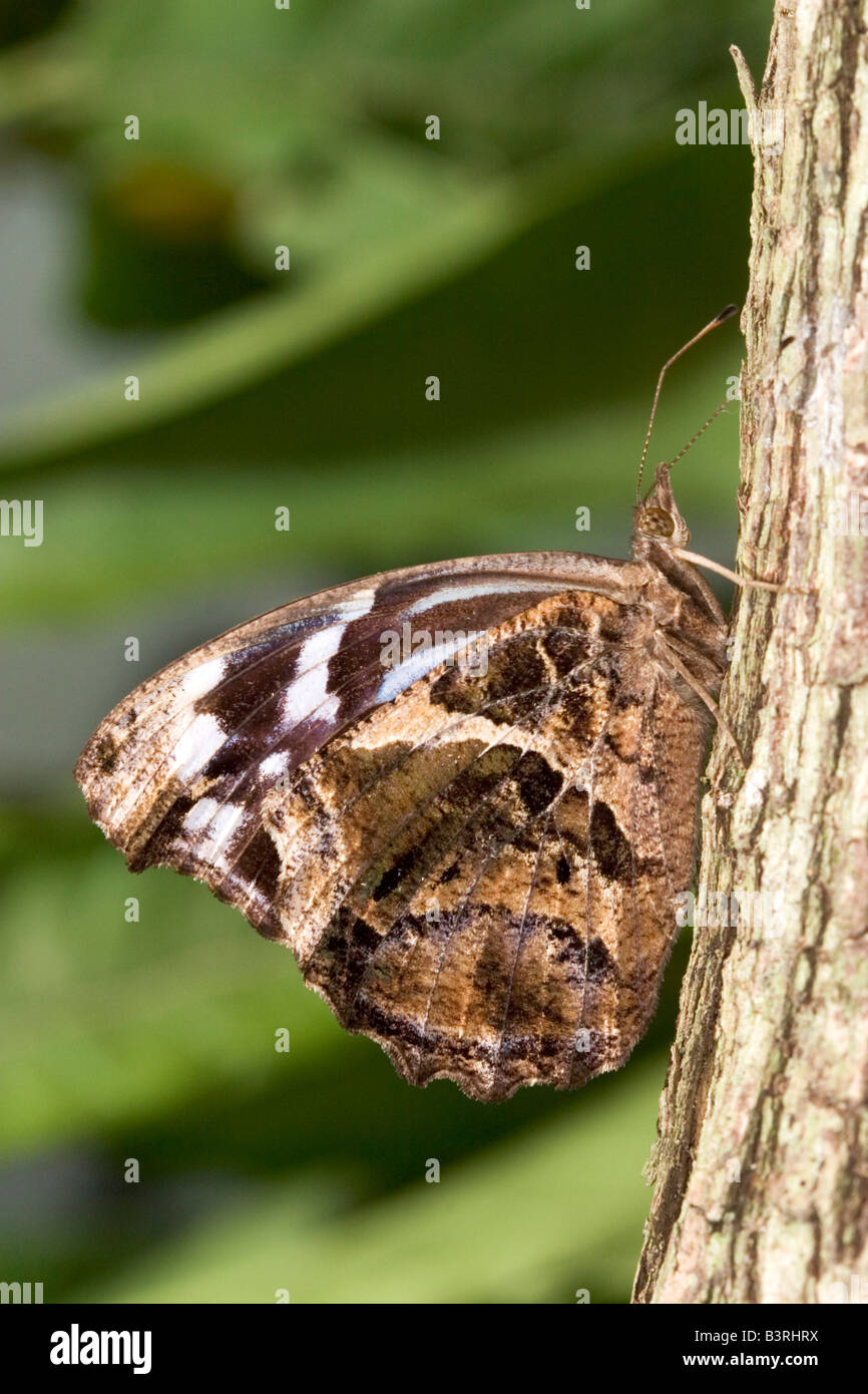 Mexican Bluewing Mycelia ethusa ethusa Stock Photo - Alamy