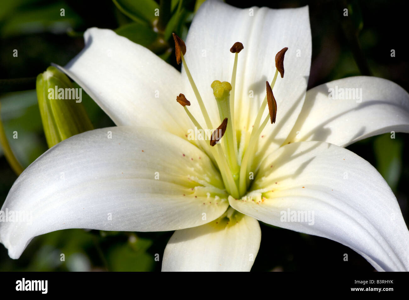 White Lily Flower Stock Photo - Alamy