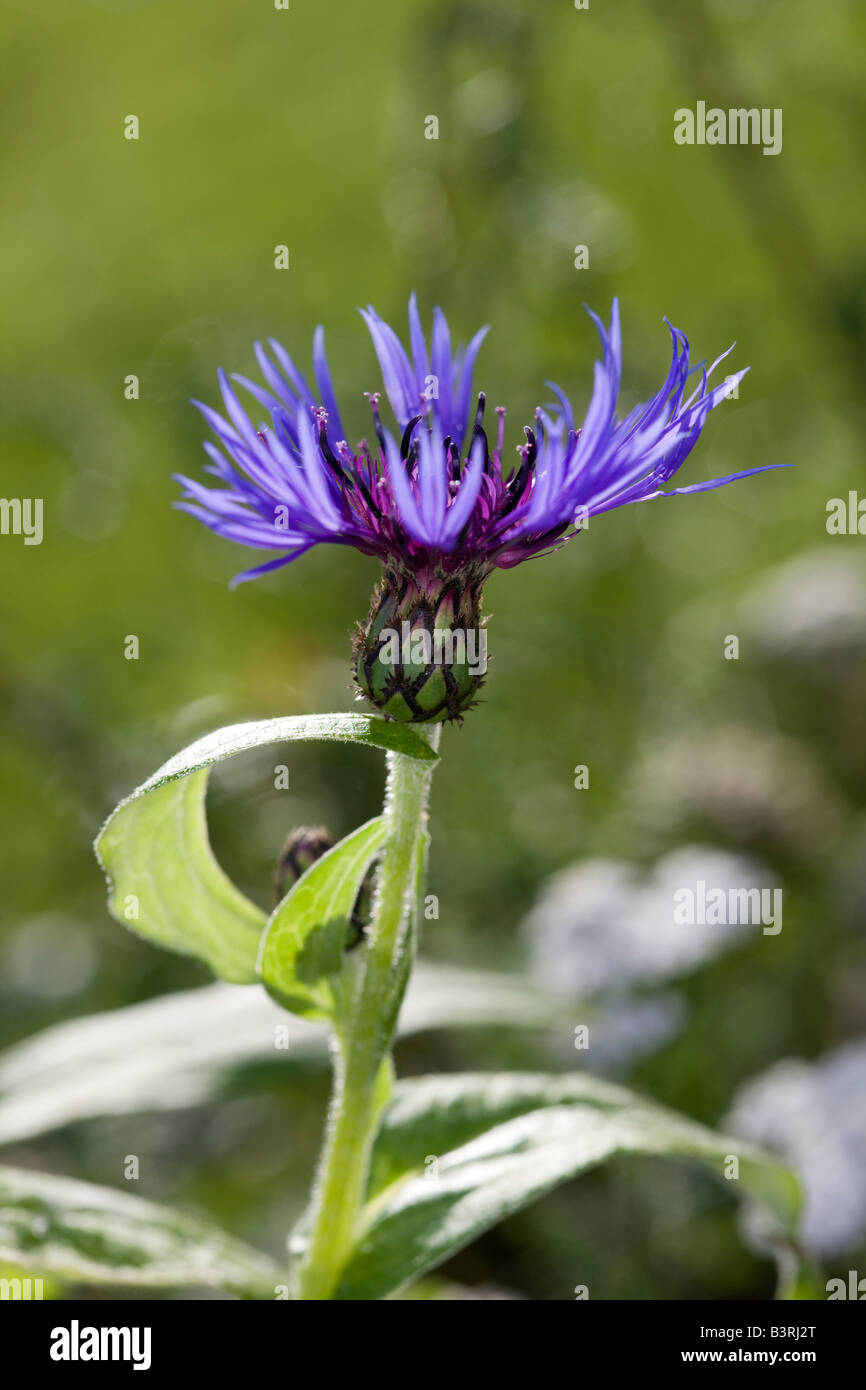 Mountain bluet (Centaurea montana Stock Photo - Alamy
